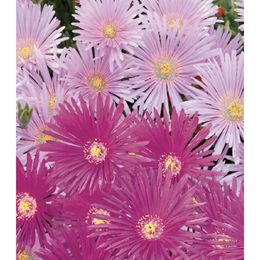 Mittagsblume