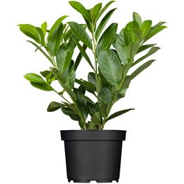 toom Kirschlorbeer 'Novita', 27 cm topfgewachsen