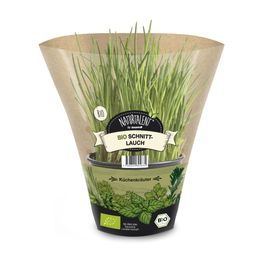 naturtalent by toom Naturtalent by toom Bio-Schnittlauch, 12 cm Topf