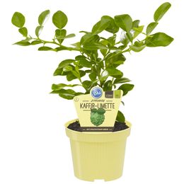 blu Bio-Kaffir-Limette 12 cm Topf