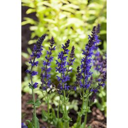 toom Staudensalbei 'Ostfriesland', 9 cm Topf, 3er-Set