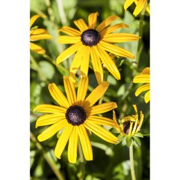 toom Sonnenhut 'Goldsturm', 9 cm Topf, 3er-Set