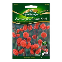 Quedlinburger Ziereierfrucht am Stiel "&Auml;thiopischer Nachtschatten" 5 St&uuml;ck