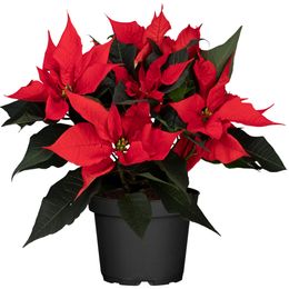 toom Fairtrade Weihnachtsstern Busch rot 17 cm Topf