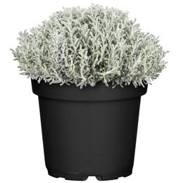Heiligenkraut 13 cm Topf, 2er-Set