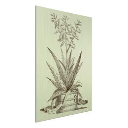 Bilderwelten Alu-Dibond Outdoor Bild Vintage Aloe Vera Costa Spinosa