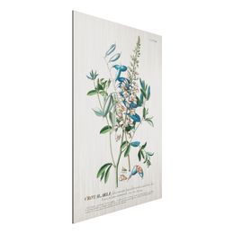 Alu Dibond Outdoor Bild - Vintage Botanik Illustration H&uuml;lsenfr&uuml;chte - Blumen blau Vintage wetterfest Pflanzen Wohnzimmer Schlafzimmer