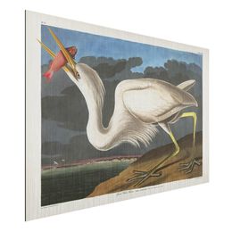 Alu Dibond Outdoor Bild - Vintage Lehrtafel Gro&szlig;er wei&szlig;er Reiher - Tiere weiss Vintage wetterfest Retro Wohnzimmer Schlafzimmer
