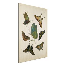 Bilderwelten Alu Dibond Outdoor Bild Tiere t&uuml;rkis Vintage wetterfest - Vintage Illustration Exotische Schmetterlinge - Retro Wohnzimmer Schlafzimmer