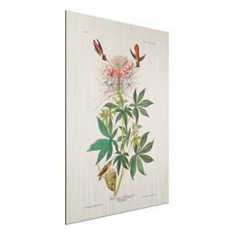 Bilderwelten Alu Dibond Outdoor Bild Blumen bunt Vintage wetterfest - Vintage Lehrtafel Allenkolibris - Retro Wohnzimmer Schlafzimmer