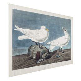 Alu Dibond Outdoor Bild - Vintage Lehrtafel Elfenbeinm&ouml;we - Tiere blau Vintage wetterfest Retro Wohnzimmer Schlafzimmer