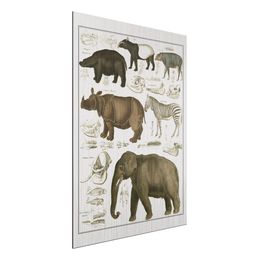 Bilderwelten Alu Dibond Outdoor Bild Natur braun Vintage wetterfest - Vintage Lehrtafel Elefant, Zebra und Nashorn - africa Wohnzimmer Schlafzimmer