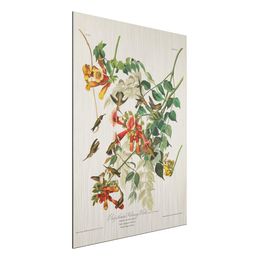 Bilderwelten Alu-Dibond Outdoor Bild Vintage Lehrtafel Rubinkehlkolibris