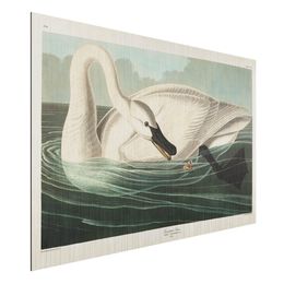 Alu Dibond Outdoor Bild - Vintage Lehrtafel Trompeterschwan - Tiere weiss Vintage wetterfest Retro Wohnzimmer Schlafzimmer