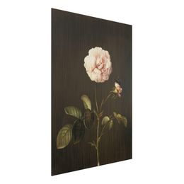 Bilderwelten Alu Dibond Outdoor Bild Blumen braun modern wetterfest - Barbara Regina Dietzsch - Essig-Rose mit Hummel - Rose Wohnzimmer Schlafzimmer