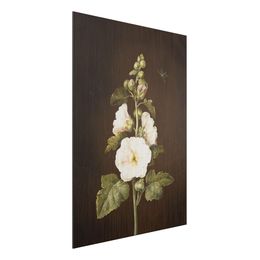Bilderwelten Alu-Dibond Outdoor Bild Barbara Regina Dietzsch - Stockrose
