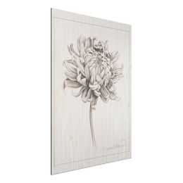 Bilderwelten Alu-Dibond Outdoor Bild Botanische Studie Chrysantheme I