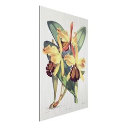 Bilderwelten Alu Dibond Outdoor Bild Blumen gelb Vintage wetterfest - Walter Hood Fitch - Orchidee - Orchidee Wohnzimmer Schlafzimmer