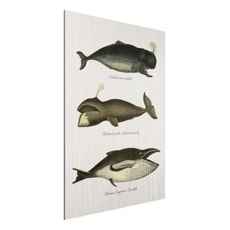 Bilderwelten Alu-Dibond Outdoor Bild Drei Vintage Wale