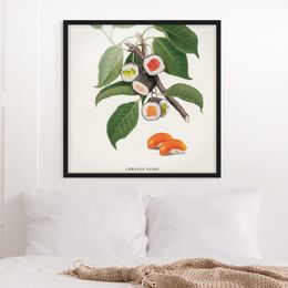 Bilderwelten Bild mit Rahmen Vintage Pflanze - Sushi