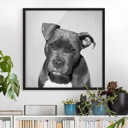 Bilderwelten Bild mit Rahmen Pitbull Pelle Schwarz Wei&szlig;