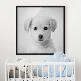 Bilderwelten Bild mit Rahmen Baby Golden Retriever Gizmo Schwarz Wei&szlig;