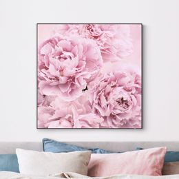 Wechselbild Rosa Pfingstrosen
