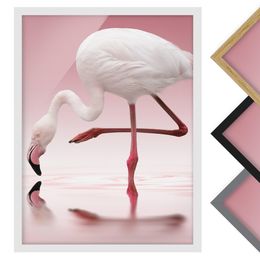 Tierbild mit Rahmen Flamingo Dance