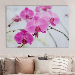 Bilderwelten Akustikbild Nahaufnahme Orchidee