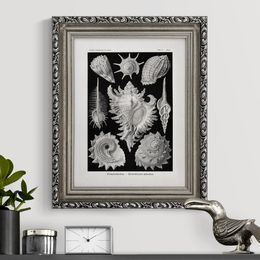 Bilderwelten Leinwandbild mit Barockrahmen Vintage Lehrtafel Muscheln I