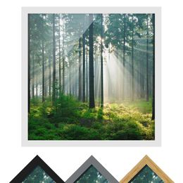 Wald Bild mit Rahmen Enlightened Forest