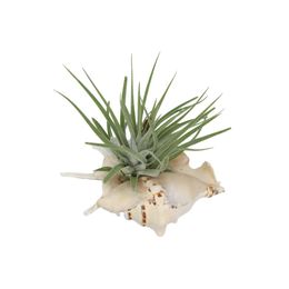 MeinVIPShop Exotische Muschel Teufelskralle mit Tillandsie | Gr.: onesize