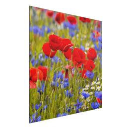 Alu Dibond Outdoor Bild - Sommerwiese mit Mohn und Kornblumen - Blumen rot Motiv wetterfest Mohn Wohnzimmer Schlafzimmer