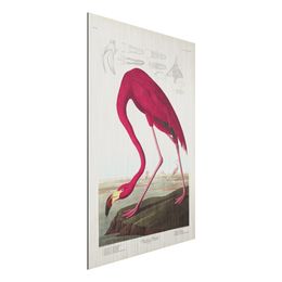 Bilderwelten Alu Dibond Outdoor Bild Tiere pink Vintage wetterfest - Vintage Lehrtafel Amerikanischer Flamingo - Retro Wohnzimmer Schlafzimmer