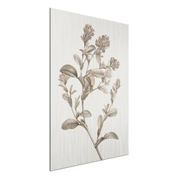 Bilderwelten Alu Dibond Outdoor Bild Blumen beige Vintage wetterfest - Botanische Studie in Sepia I - Retro Wohnzimmer Schlafzimmer