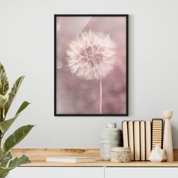 Bilderwelten Bild mit Rahmen Pusteblume Bokeh rosa