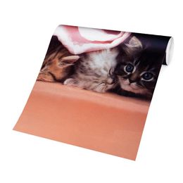 Bilderwelten Tapete - Fototapete Katzen - Sugar-Sweet - Wandtapete Schlafzimmer Wohnzimmer modern - auch kleisterfrei