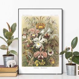 Wechselbild Vintage Lehrtafel Orchidee