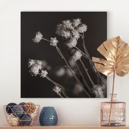 Bilderwelten Leinwandbild G&auml;nsebl&uuml;mchen Studie
