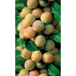 naturtalent by toom Naturtalent by toom Bio Mirabelle 'Nancy', Busch 25 cm Topf