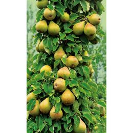 naturtalent by toom Naturtalent by toom Bio Säulenbirne 'Aroma Spur', Säule 25 cm Topf