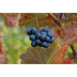 naturtalent by toom Naturtalent by toom Bio-Weinrebe kernlos 'Venus' 19 cm Topf