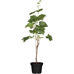 naturtalent by toom Naturtalent by toom Bio-Weinrebe 'Phoenix' 19 cm Topf