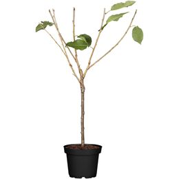 naturtalent by toom Naturtalent by toom Bio-Kirschbusch 'Büttners rote Knorpelkirsche' 25 cm Topf