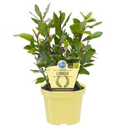 blu Bio-Gewürzlorbeer 12 cm Topf