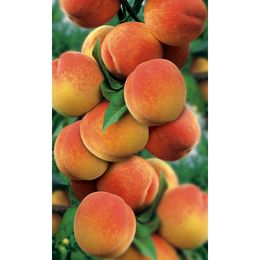 naturtalent by toom Naturtalent by toom Bio Pfirsich 'Kernechter Vorgebirg', Busch 25 cm Topf