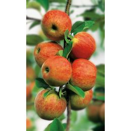 naturtalent by toom Naturtalent by toom Bio Apfel 'Elstar', Busch 25 cm Topf