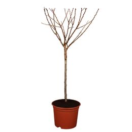 naturtalent by toom Naturtalent by toom Bio-Kirschbusch 'Burlat' 25 cm Topf
