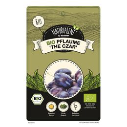 Naturtalent by toom Bio Pflaume 'The Czar', Busch 25 cm Topf