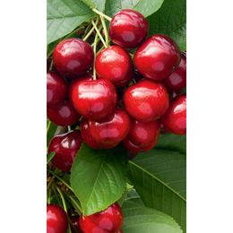 naturtalent by toom Naturtalent by toom Bio Kirsche 'Sunburst', Busch 25 cm Topf
